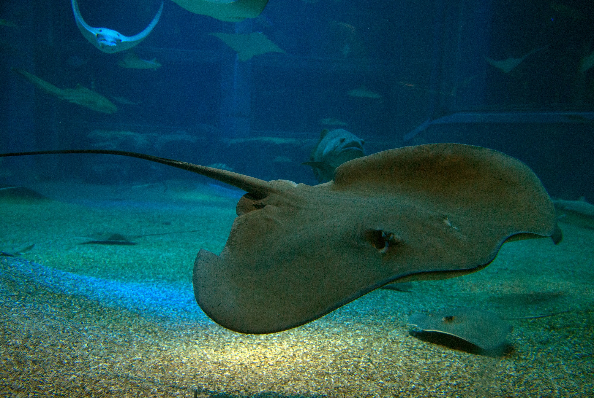 動物を探す | 動物園と水族館