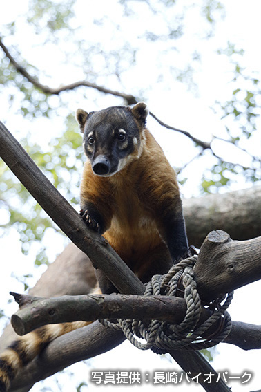 動物を探す | 動物園と水族館
